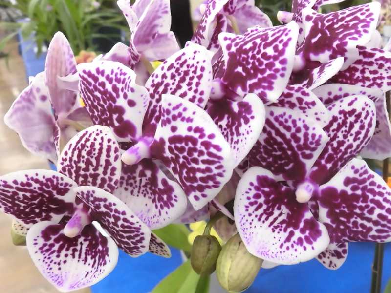バンブ－ハウス沖縄 ラン科ファレノプシス属 Phalaenopsis(Phal.) Champion Palmer 出展者 仲里 美裕紀 ...