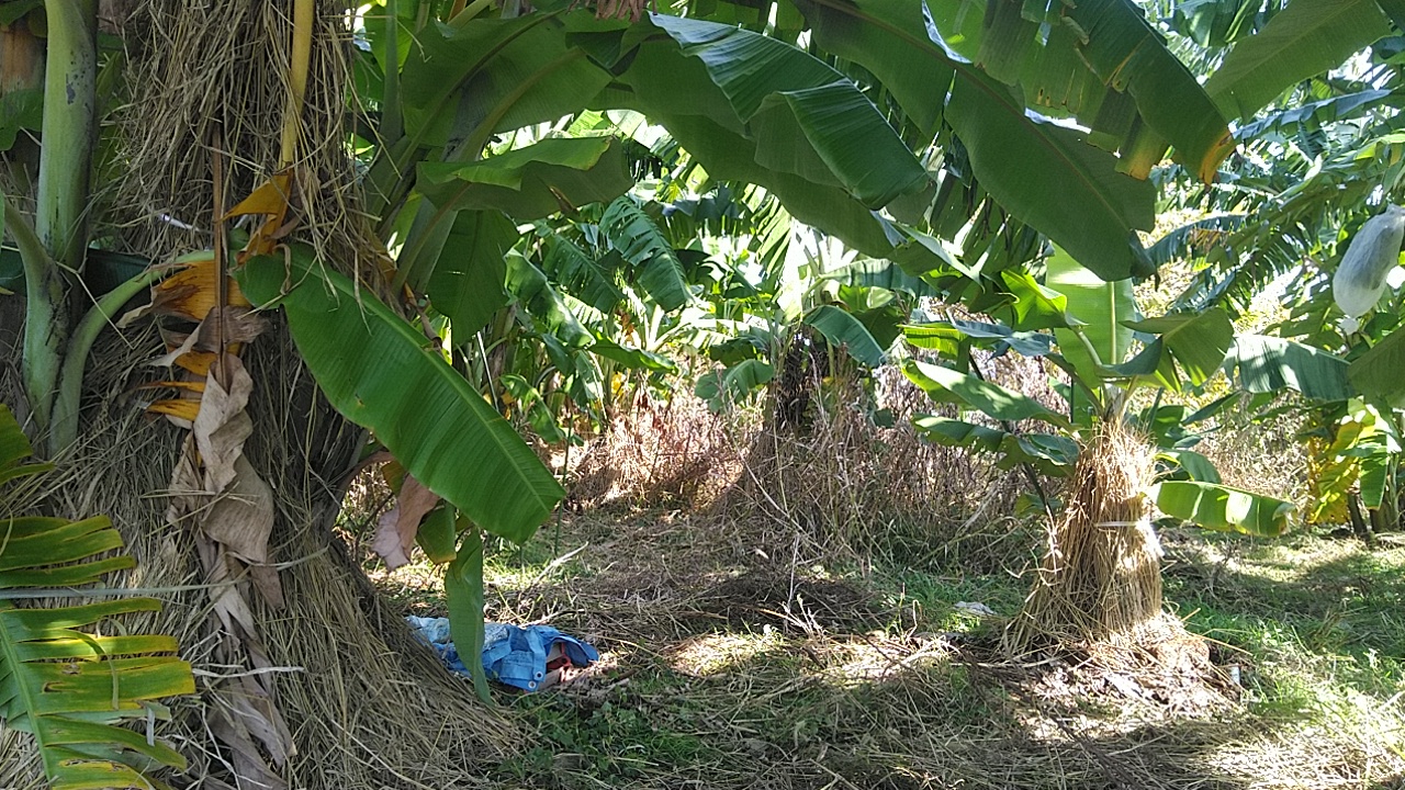 スキゾ逃農記 至善農園精舎 知足 離欲 精進編 | junbenのブログ - 楽天ブログ