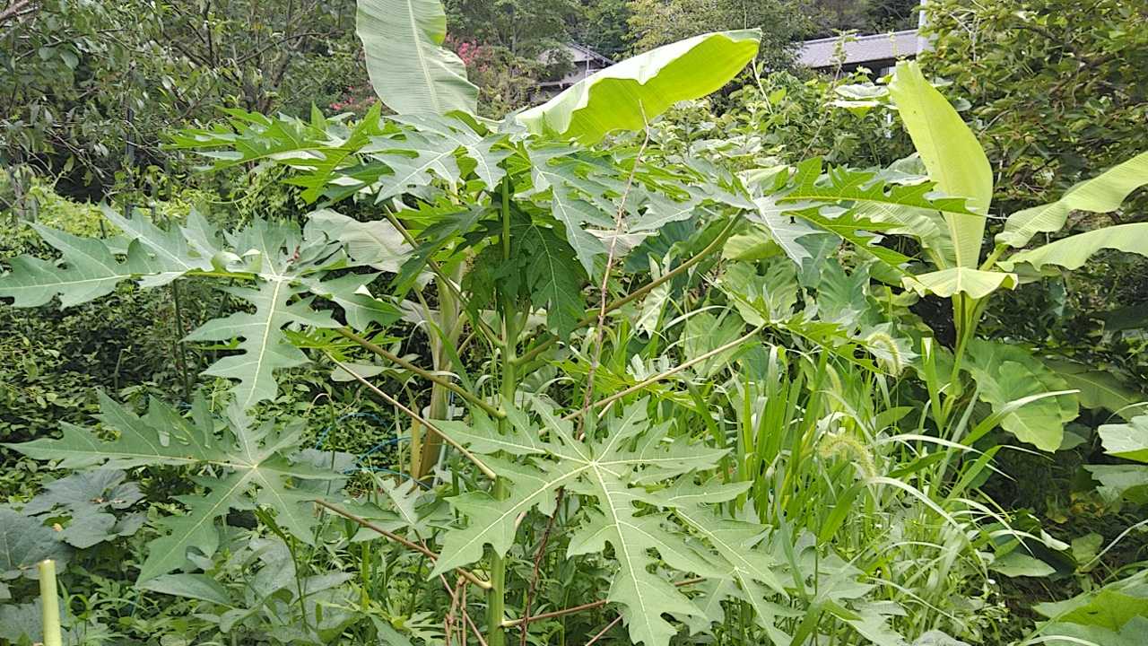 スキゾ逃農記 至善農園精舎 知足 離欲 精進編 | junbenのブログ - 楽天ブログ