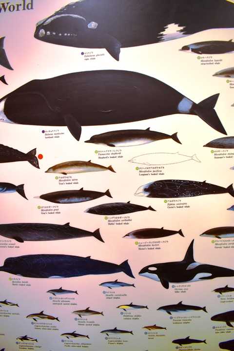 天塩郷土資料館 2021GW運悪し Teshio local history museum | スチュワデスが呆れたドクタートヒモイ公式げすと ...