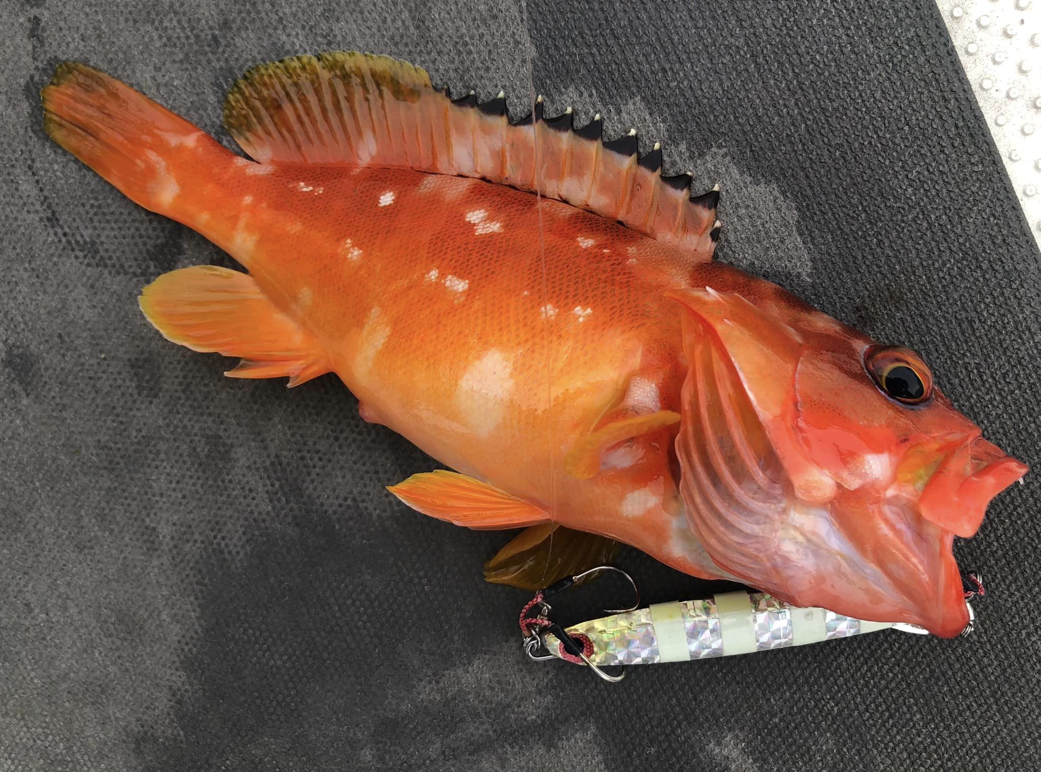 キジハタ43cmほか五目 | 中澤さかな日記 - 楽天ブログ