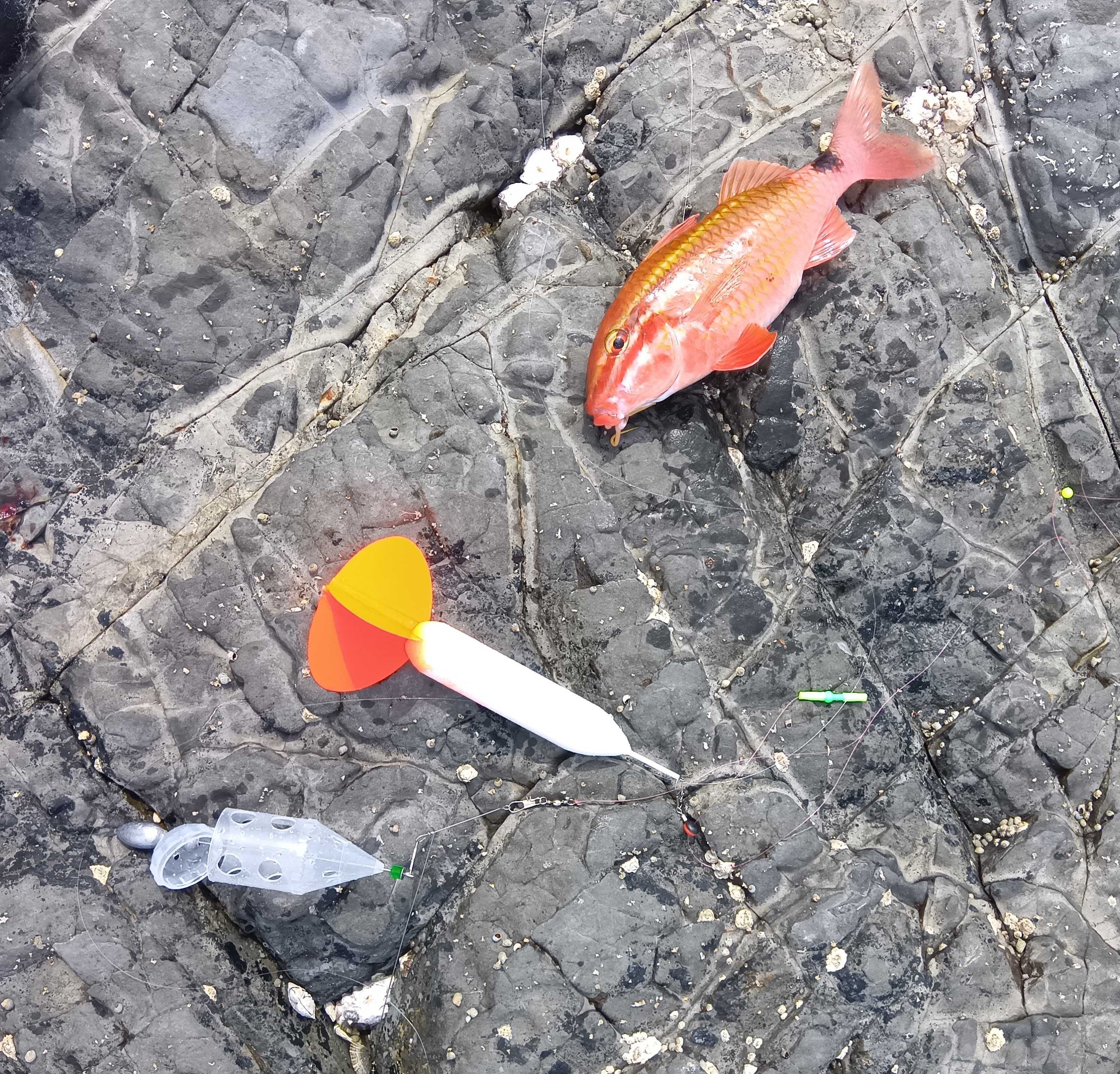 クワとっちゃんのライトカゴ釣り 2025 No.2 | クワとっちゃんのライトカゴ釣りとクワガタ飼育 - 楽天ブログ