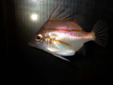 ベニカワムキの休憩中を撮影 | 海水魚が好き！ - 楽天ブログ