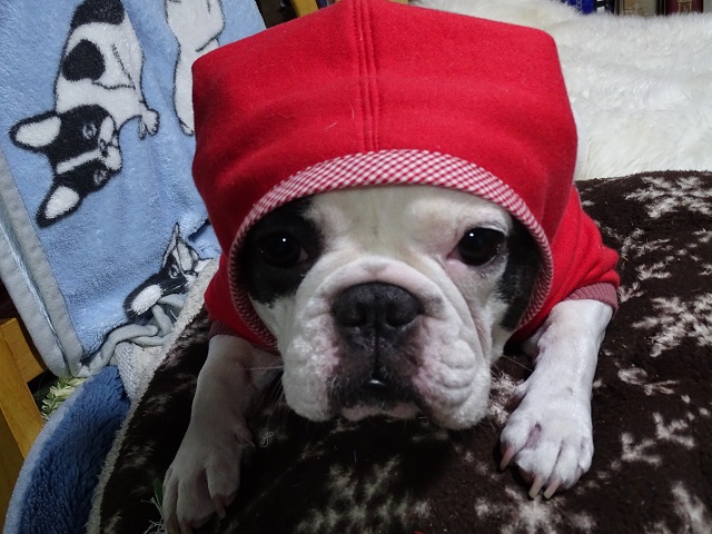 今日の洋服 | フレブルももこチャンのブログ - 楽天ブログ