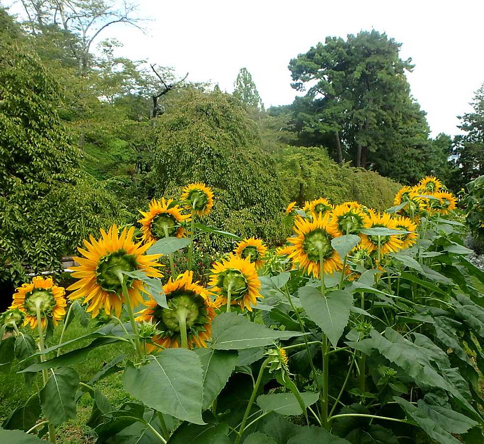 島百日紅、花縮紗、玉環菜、後ろ向きの向日葵、青磁色の紫陽花（半田山植物園） | 楽天版じぶん更新日記 - 楽天ブログ