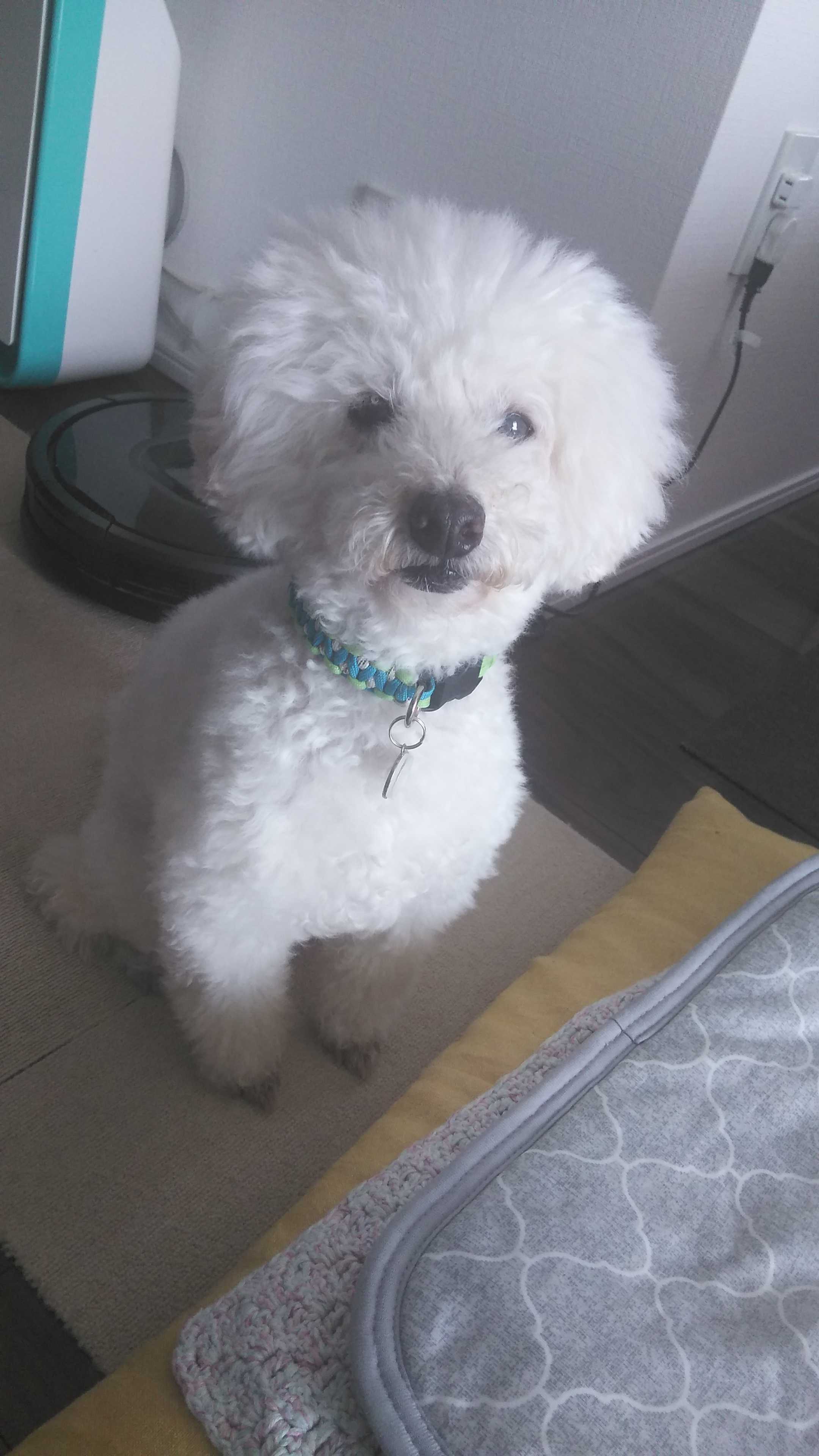 きのうのライナス | Linuspapaのブログ - 楽天ブログ