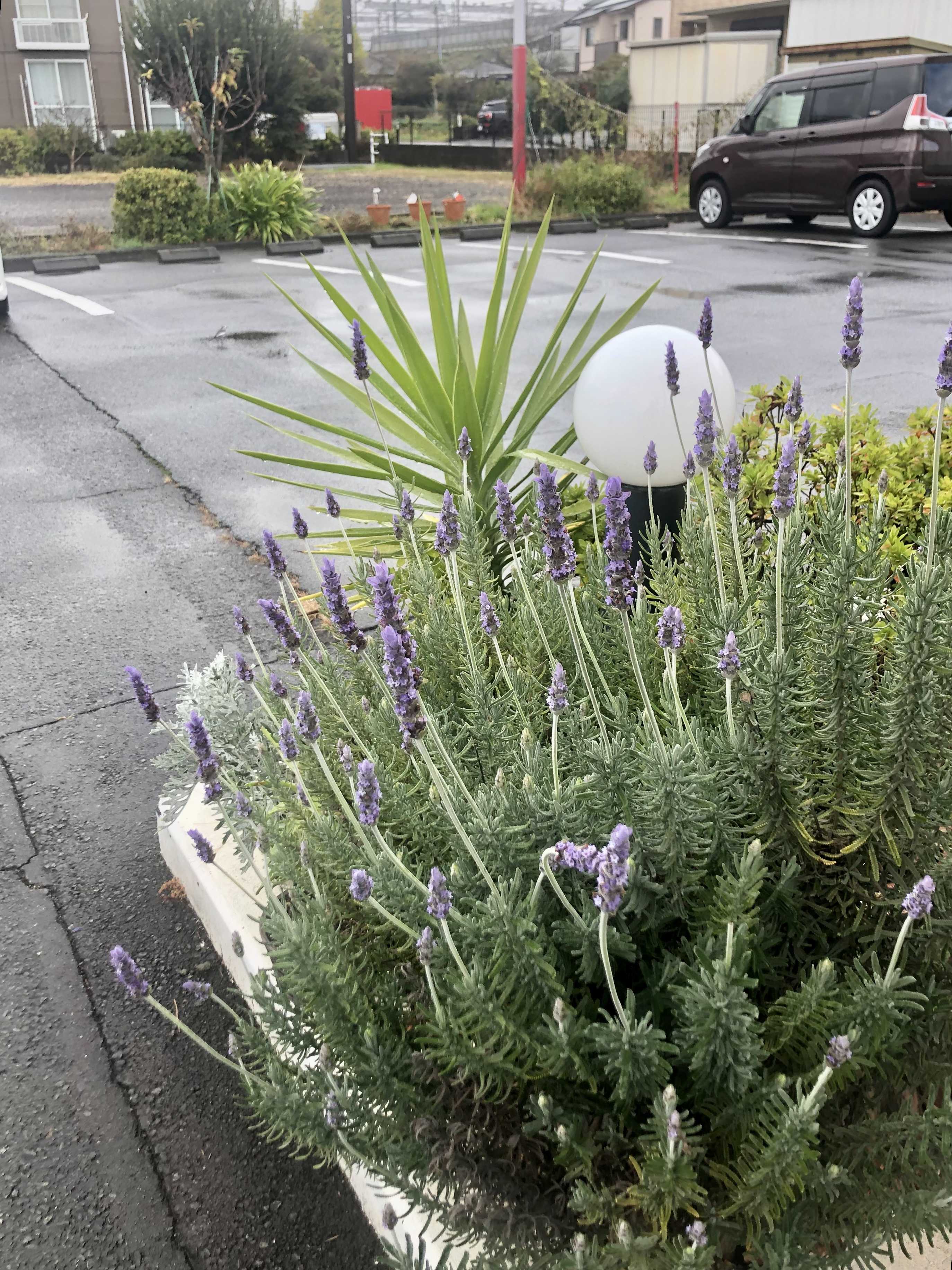 心に 自然の息吹を アクセス 911111達成中 | ぽっぽやのむすめのブログ - 楽天ブログ