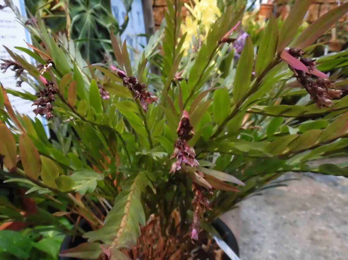 バンブ－ハウス沖縄 第35回沖縄国際洋蘭博覧会 OIOS2022 ラン科イソキラス属 Isochilus linearis Long ...