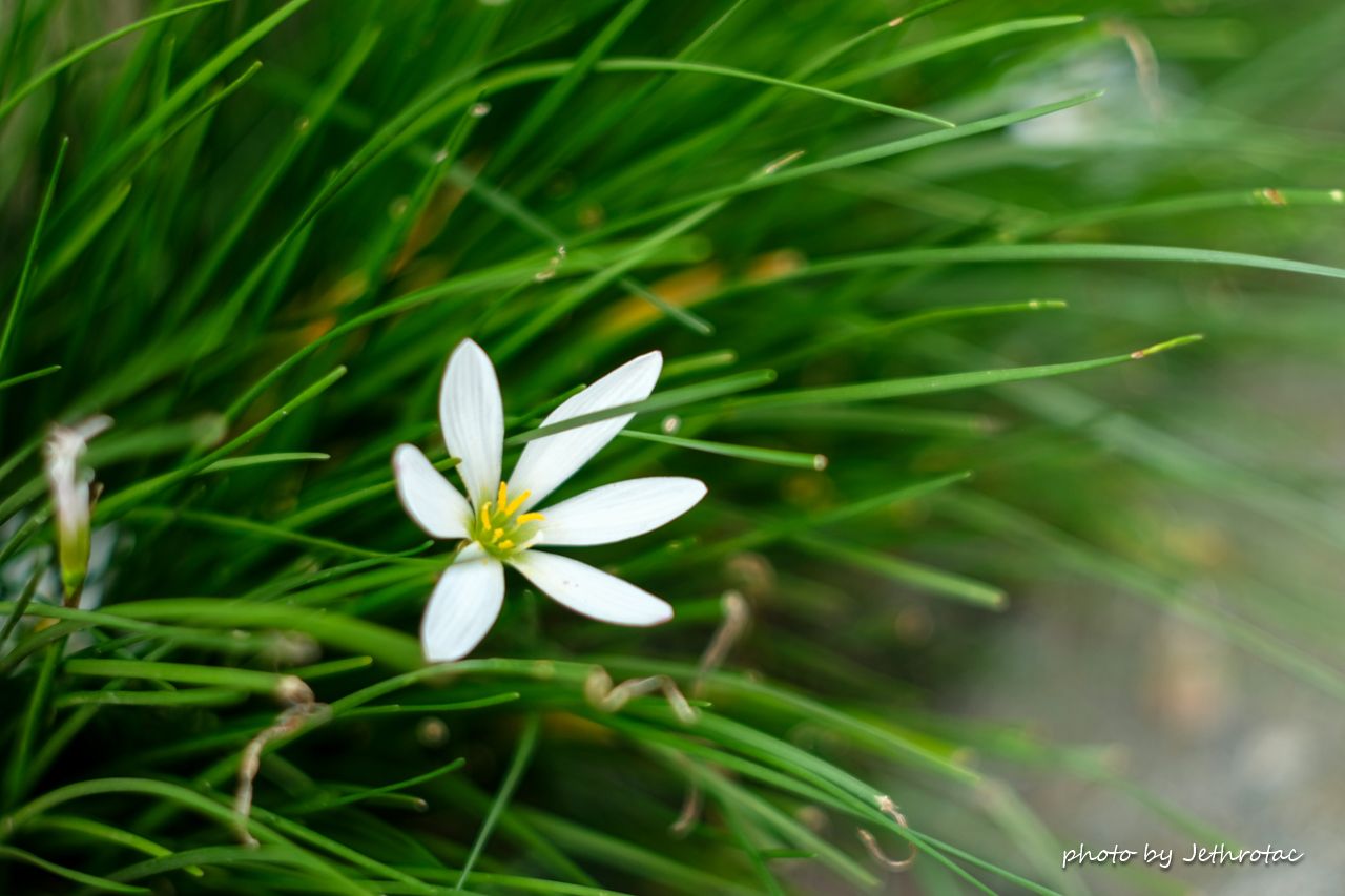 中庸・マイルド路線？...Auto Rokkor 58mm F1.4 | ♡ With My Cobby - 楽天ブログ