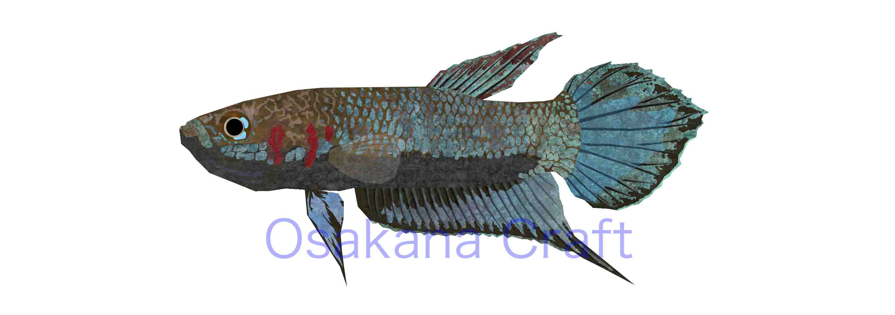 ワイルドベタ Betta Wild | Osakana Craft イラスト熱帯魚図鑑 - 楽天ブログ