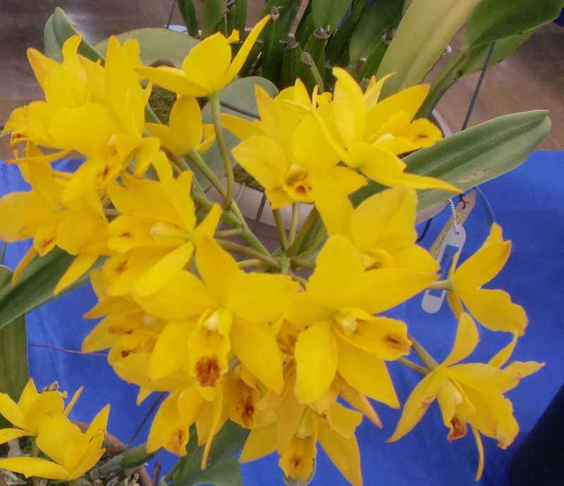 バンブ－ハウス沖縄 全沖縄らん展示会 53 ラン科カトレア系 07 Iwan. Applebossum×Shinfong Little ...