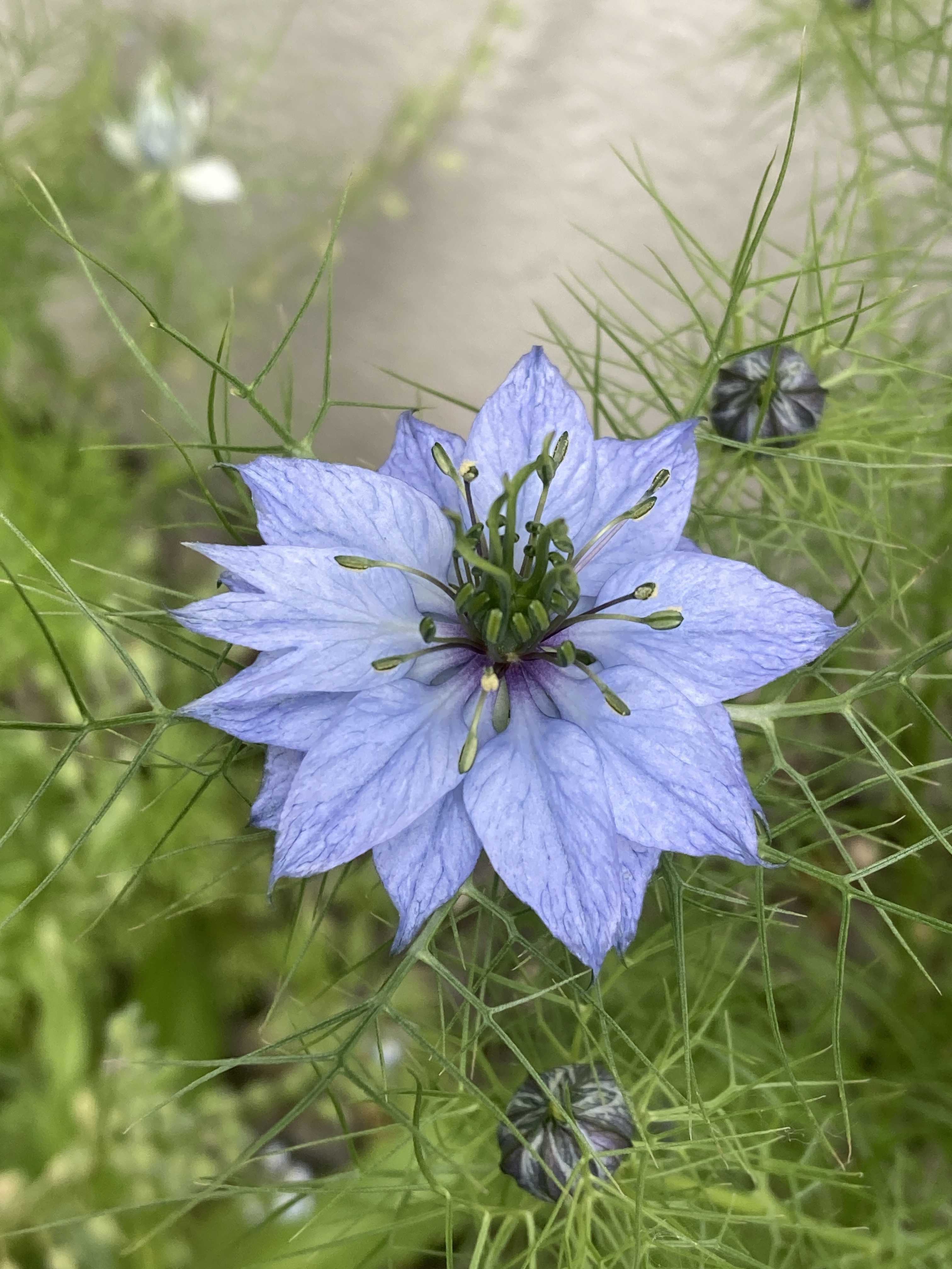 ニゲラが咲きました | 花と緑と空と - 楽天ブログ