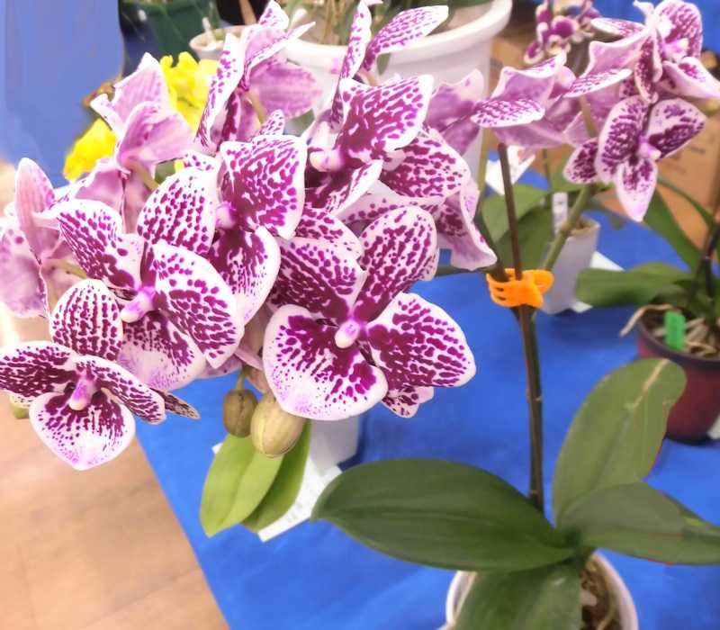 バンブ－ハウス沖縄 ラン科ファレノプシス属 Phalaenopsis(Phal.) Champion Palmer 出展者 仲里 美裕紀 ...