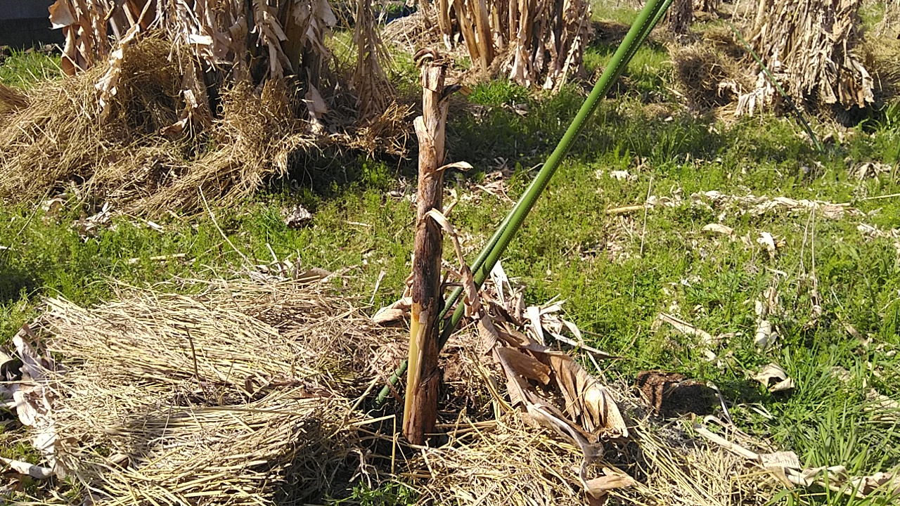 スキゾ逃農記 至善農園精舎 知足 離欲 精進編 | junbenのブログ - 楽天ブログ