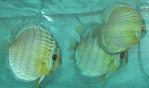 ロイヤル ペルヴィアン 別隊採集品（WILD PERUVIAN DISCUS） | アマゾンマンの日記 - 楽天ブログ