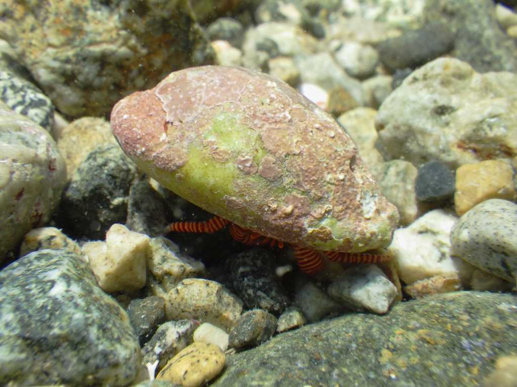 串本磯採集2019年8月上旬：甲殻類の観察・採集 | 海水魚が好き！ - 楽天ブログ