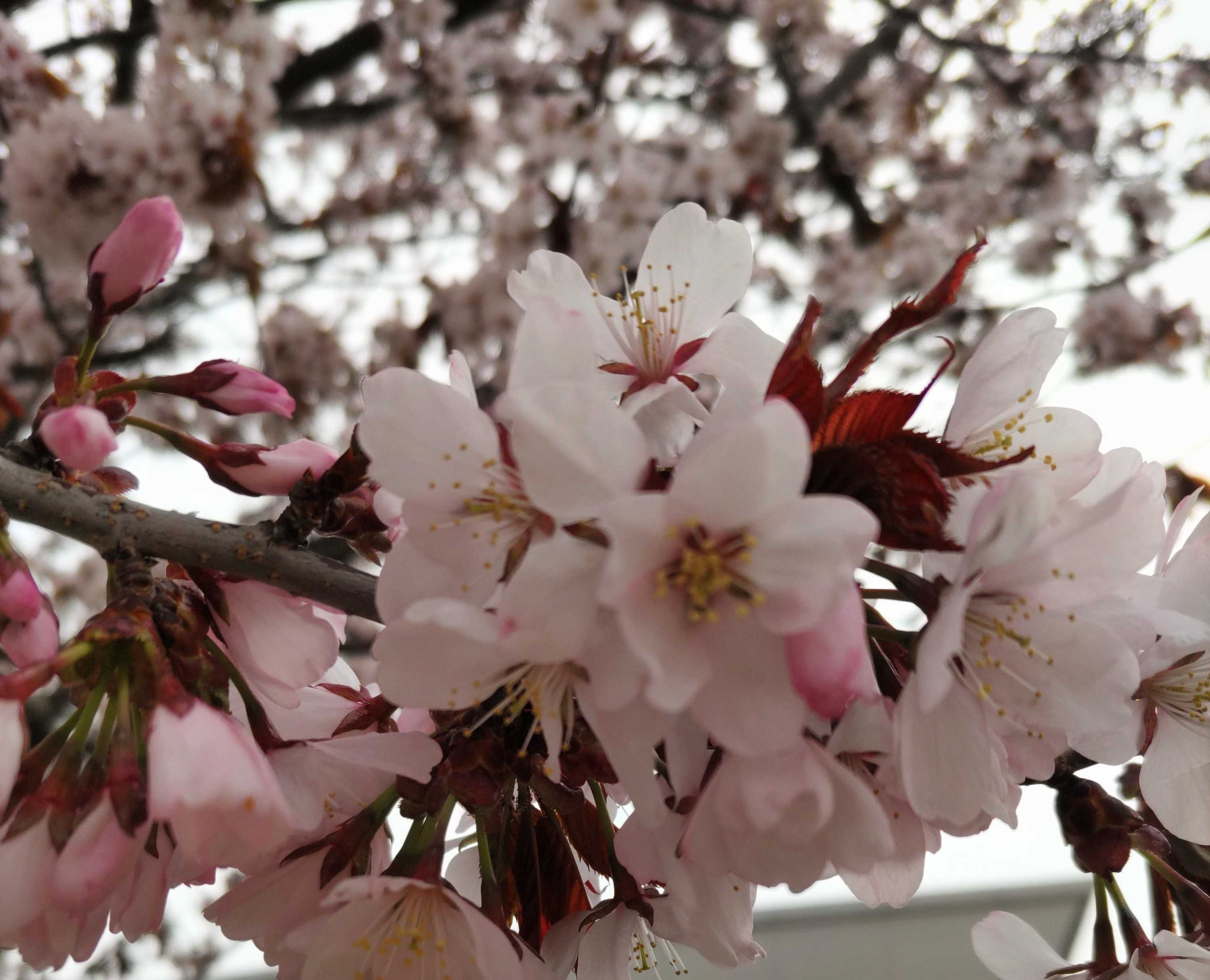 満開の桜 七宝焼の工房 アトリエ和か（のどか）のブログ 楽天ブログ