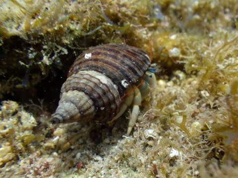 串本磯採集2017年9月上旬：甲殻類の採集、カブトヤドカリなど | 海水魚が好き！ - 楽天ブログ