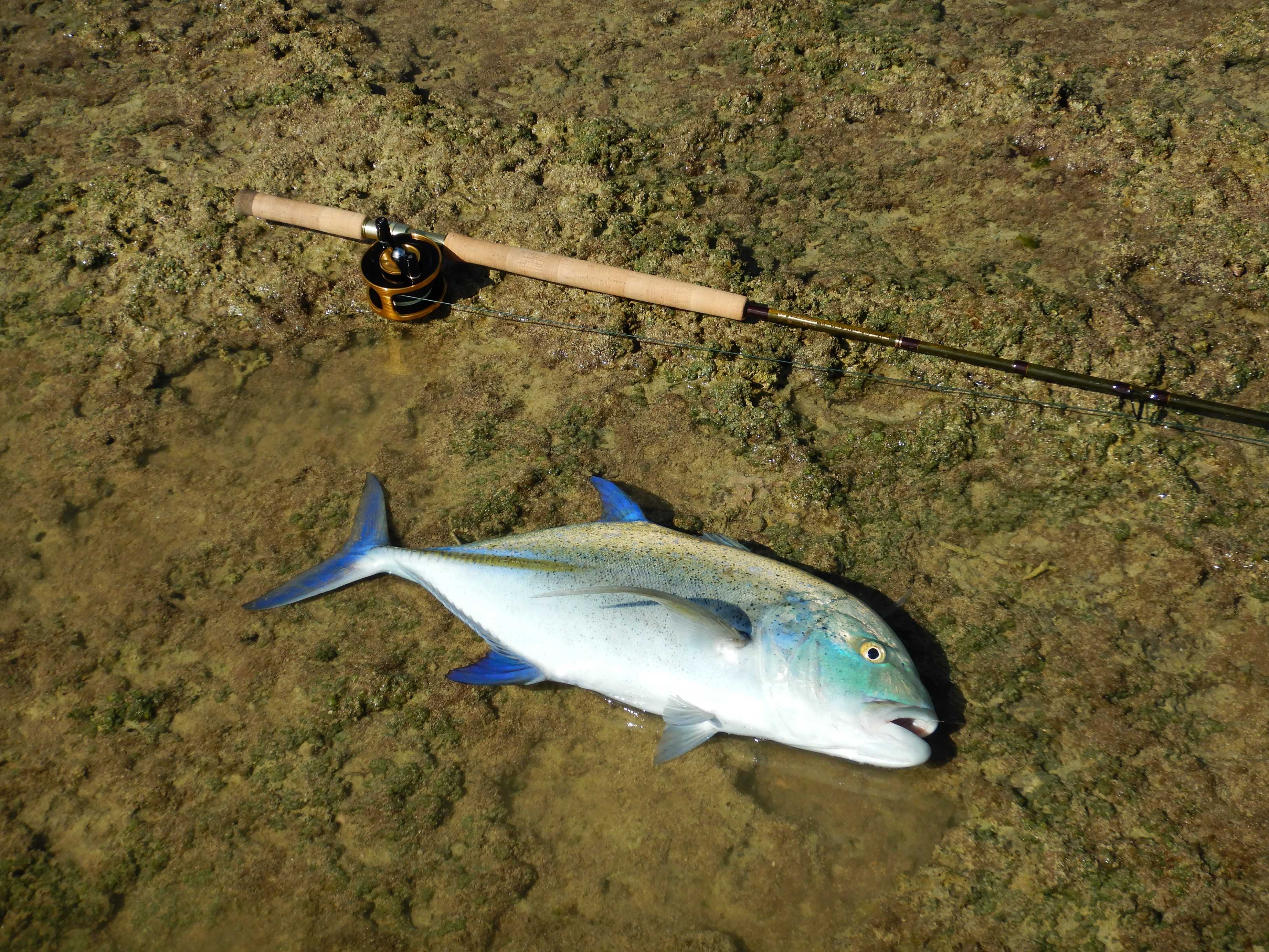 伊平屋島遠征 Saltwater Fly-Fishing Day 3 肝心なときにヘマをする！ | Okinawa Saltwater Fly ...