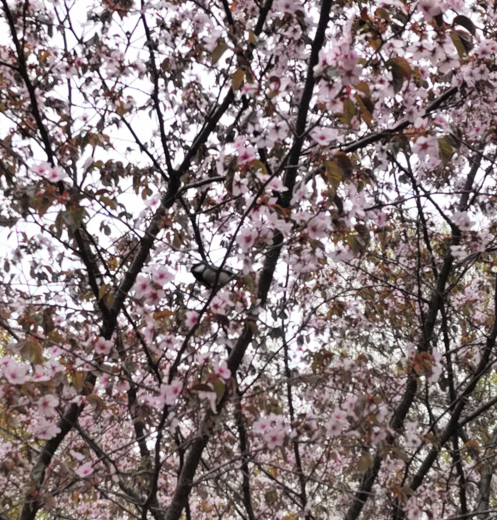 満開の桜 七宝焼の工房 アトリエ和か（のどか）のブログ 楽天ブログ
