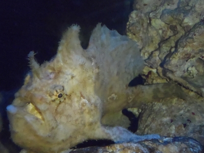 Antennarius indicusさんのこと | 海水魚が好き！ - 楽天ブログ