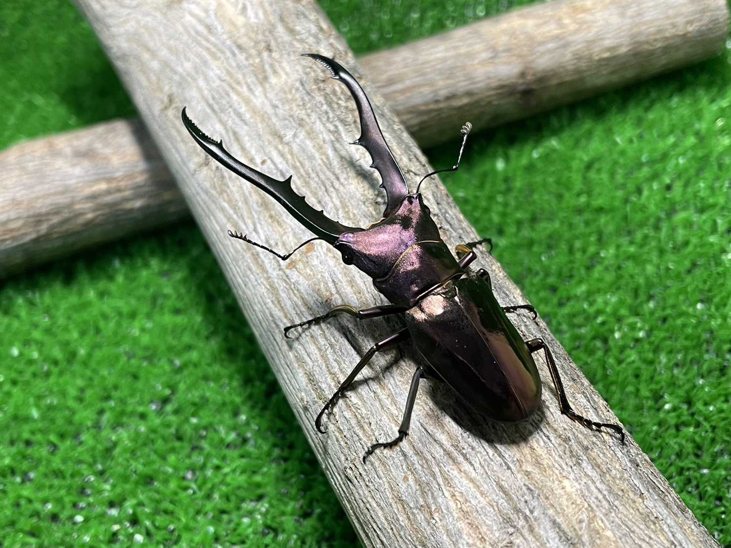 ビートルショップ エメージ楽天市場店 開店になりました。 | エメージ店長のブログ - 楽天ブログ