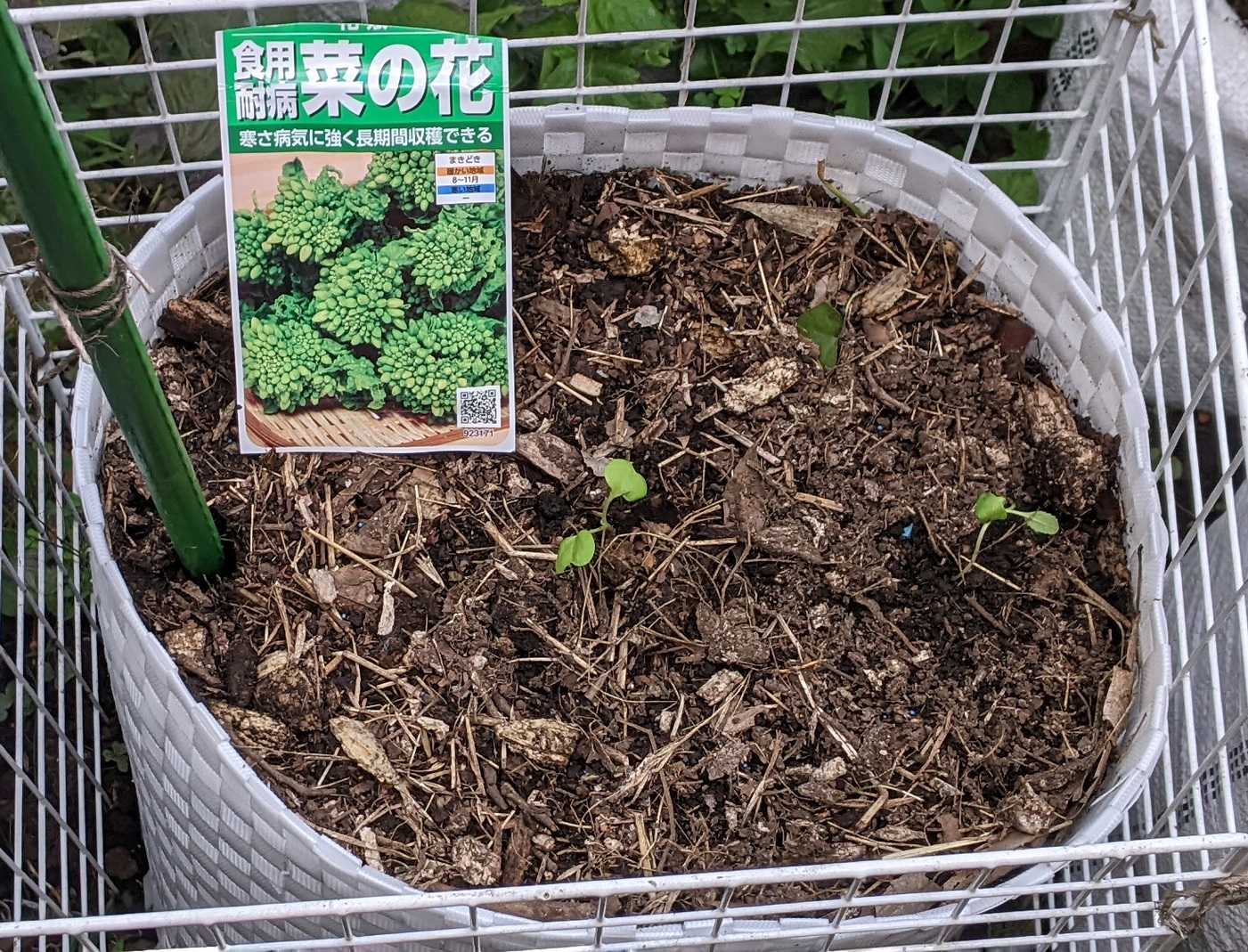 菜の花を育てます | ぐり～んおあしす (Oniwa cafe) - 楽天ブログ