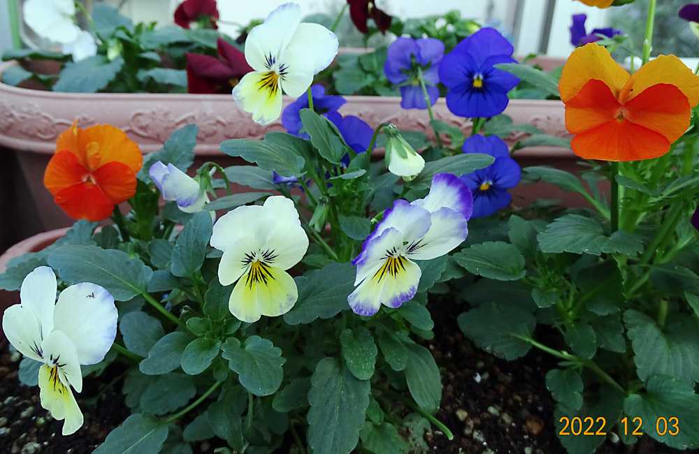 それぞれに | tominopage - 楽天ブログ