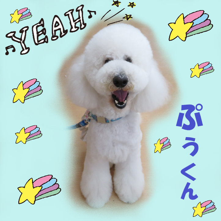 vJKCハンドラー資格取得へ向けて実技授業が行われました(^_^)v | 青森愛犬美容専門学院 - 楽天ブログ