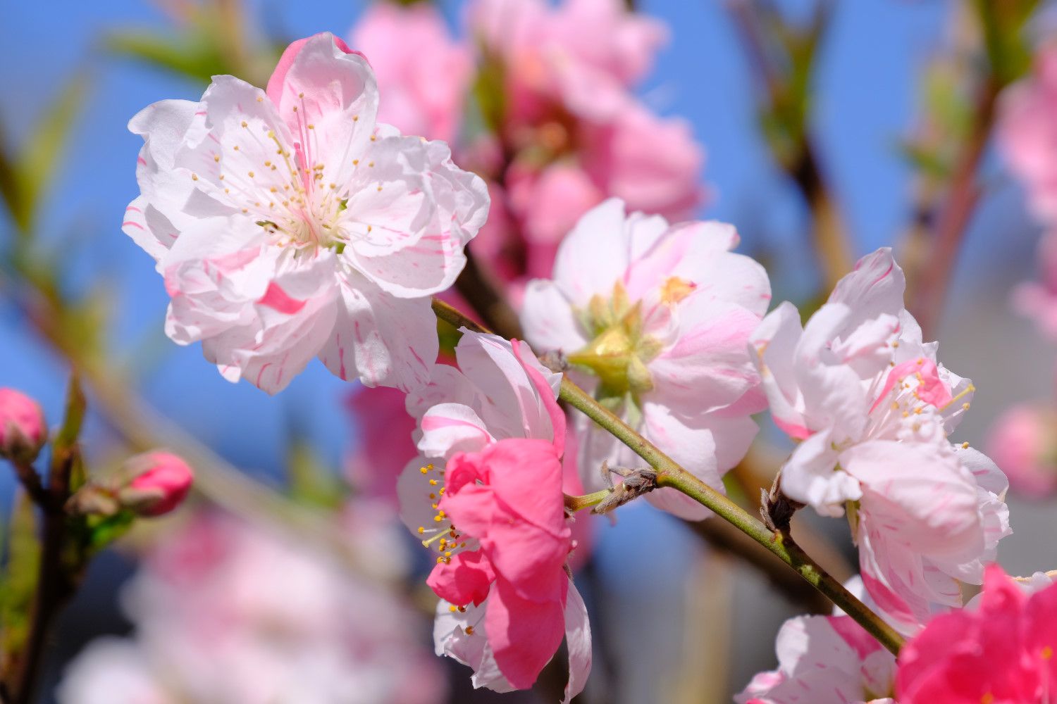 源平咲きのハナモモ／今期のドラマ | 南風のメッセージ - 楽天ブログ