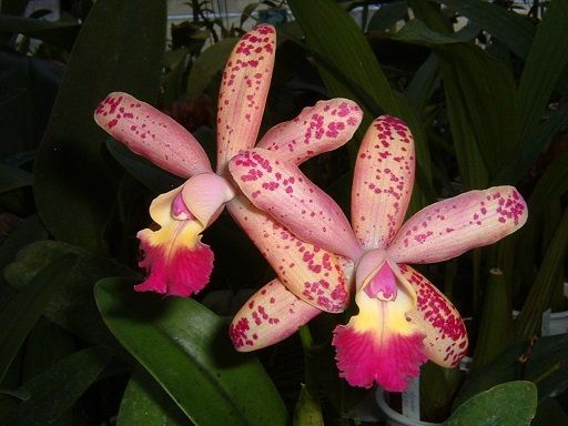 Den.サンギノレンタム、Pol.ガレアタ'ナポレオン'、C.トロピカル・ポインター'アメジスト' | ラン好きのページ - 楽天ブログ