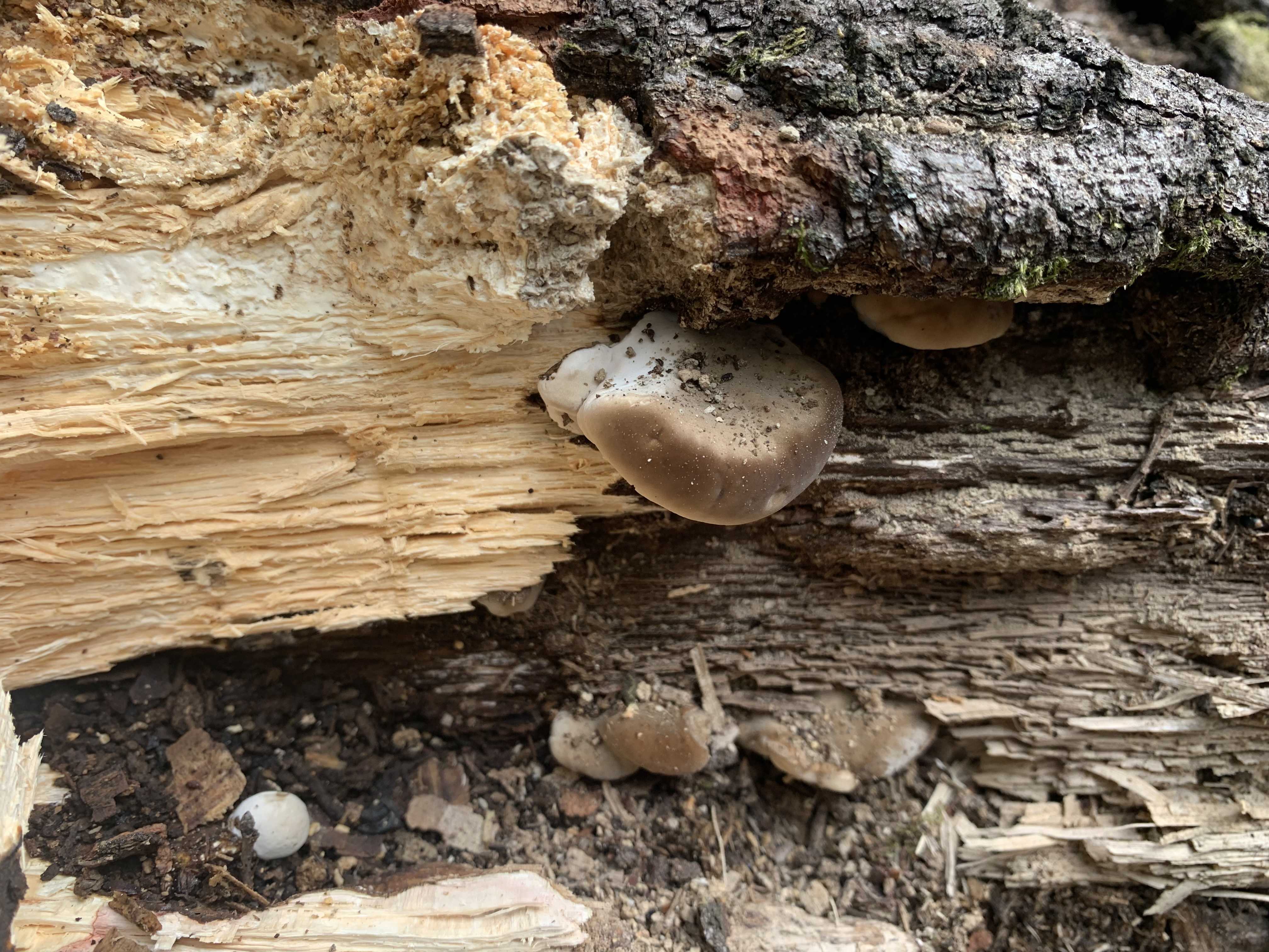 タイトルなし | bayashiの日常 - 楽天ブログ