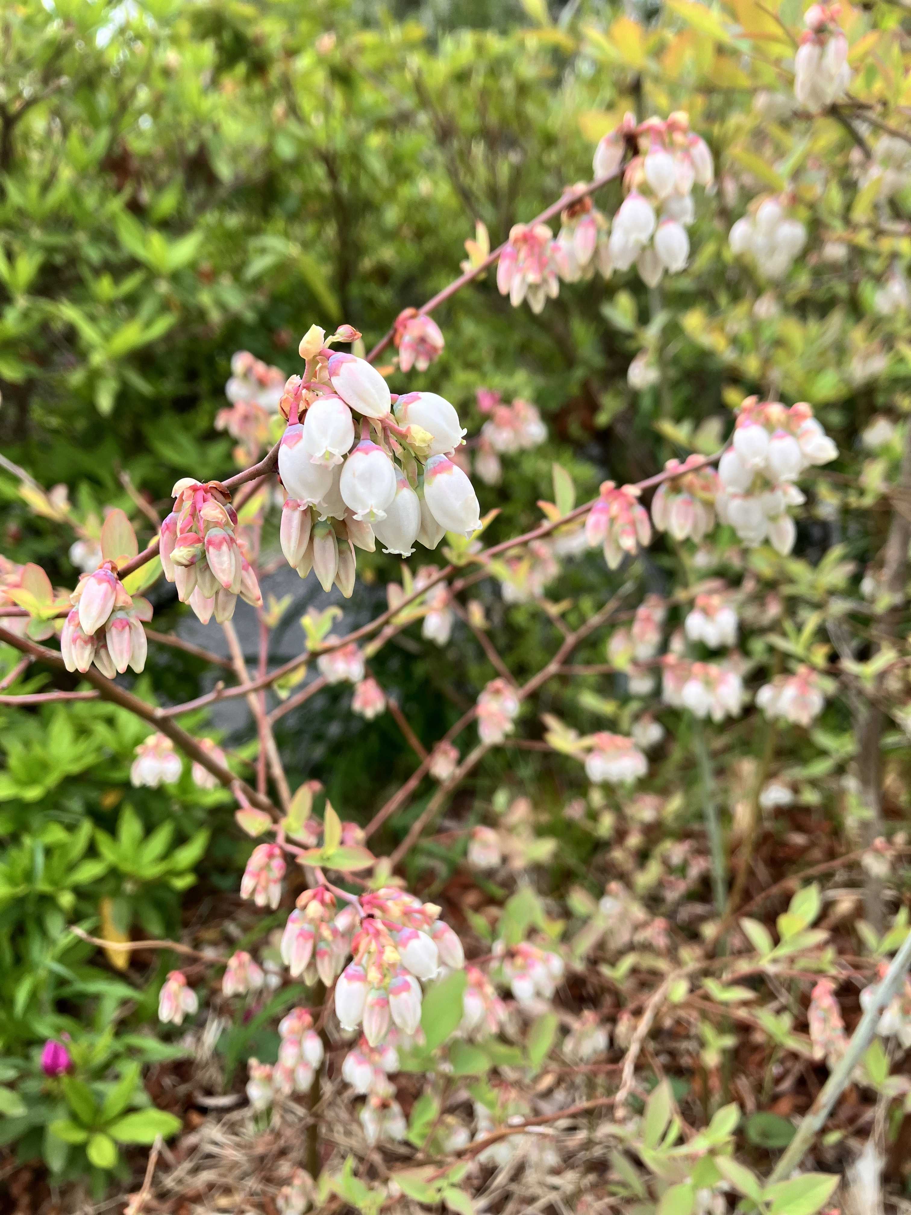 家庭菜園 | Pote_Chiの日記 - 楽天ブログ