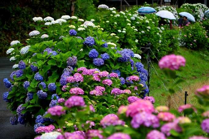 多気町『あじさい祭り』 | のりぞうRacing - 楽天ブログ