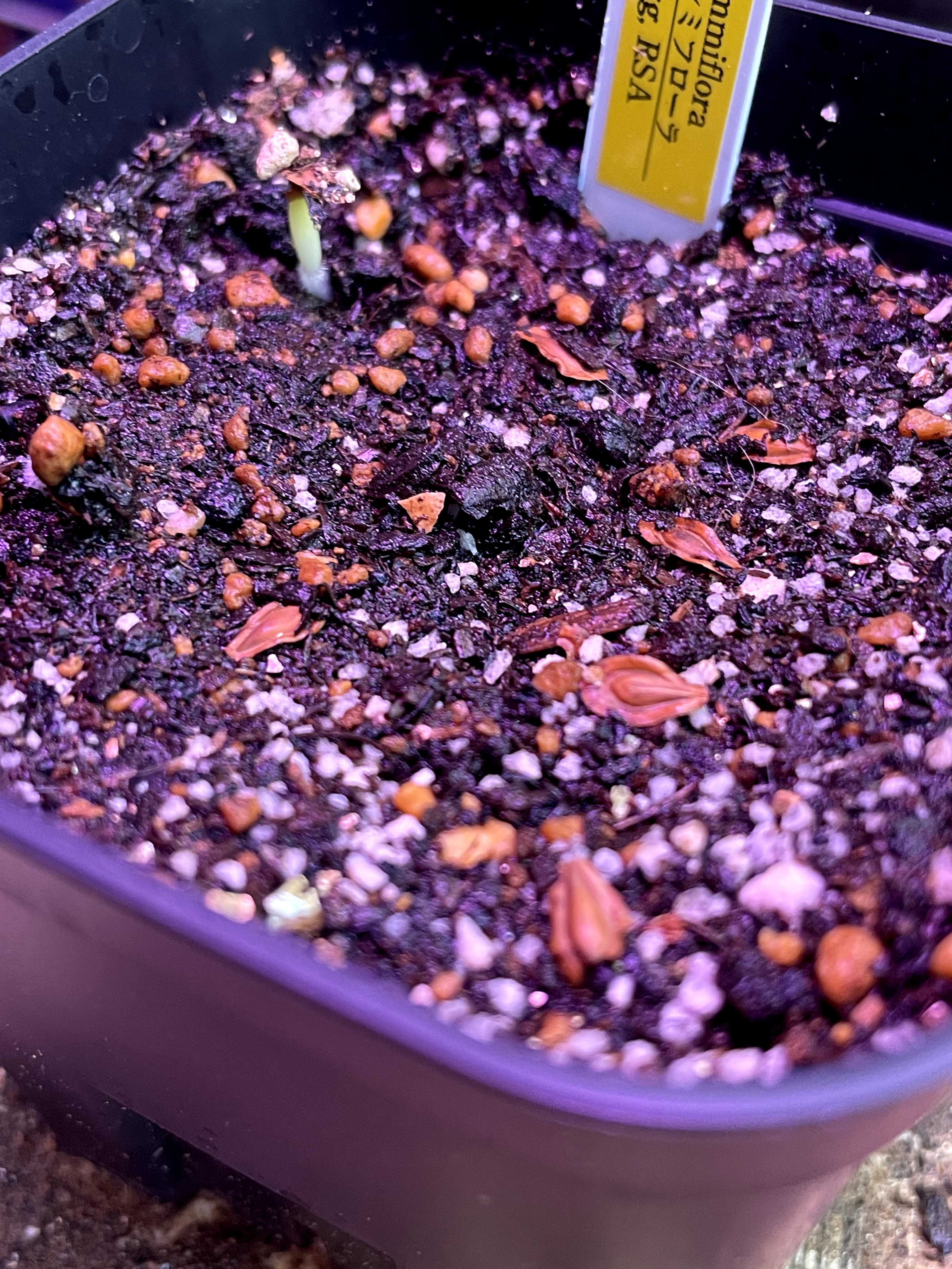 ガガイモの実生にチャレンジ【tridentea gemmiflora】 | 多肉ガガイモまとめ - 楽天ブログ