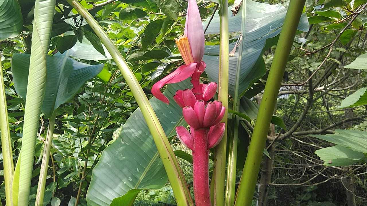 スキゾ逃農記 至善農園精舎 知足 離欲 精進編 | junbenのブログ - 楽天ブログ