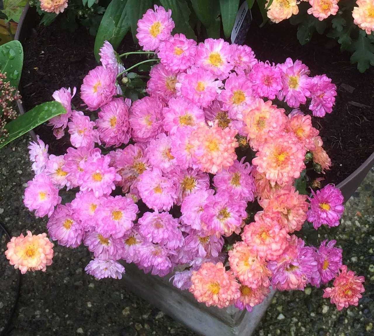 Chimera flowers of Chrysanthemum x morifolium | TK'S NOVELTY PLANTS - 楽天ブログ