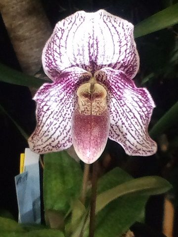 世界らん展2019 | ラン好きのページ - 楽天ブログ