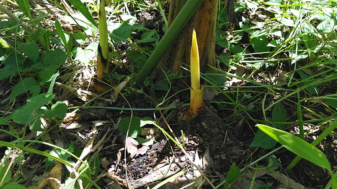 スキゾ逃農記 至善農園精舎 知足 離欲 精進編 | junbenのブログ - 楽天ブログ