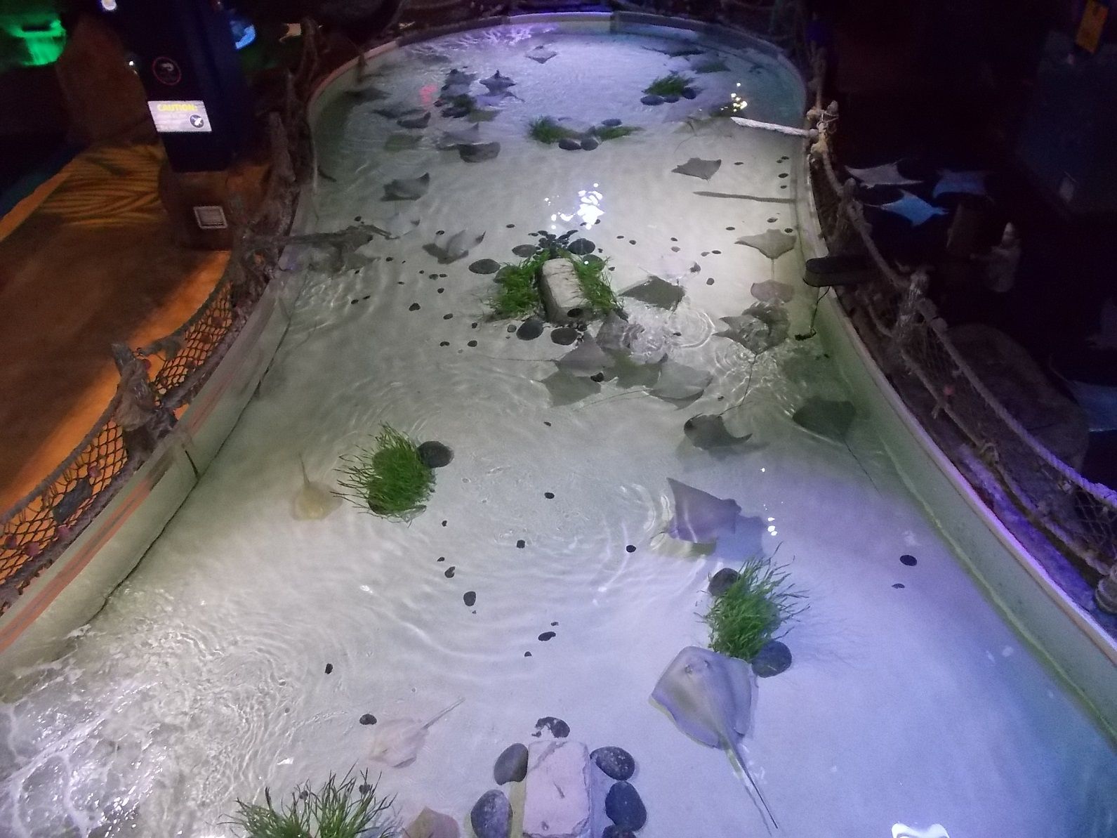 モール オブ アメリカ シーライフ ミネソタ ＆ アクアリウム2019.4.17 MALL OF AMERICA SEA LIFE ...