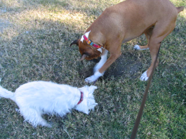 散歩中に写真撮りました！ | DOGGIES 911 - 楽天ブログ